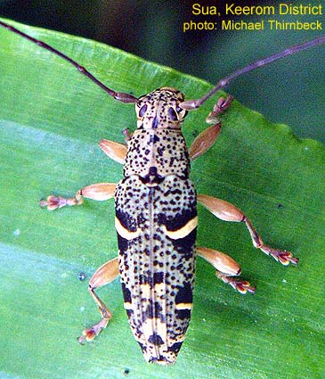 Papua Insects Foundation (Coleoptera/Cerambycidae/Tmesisternus ...